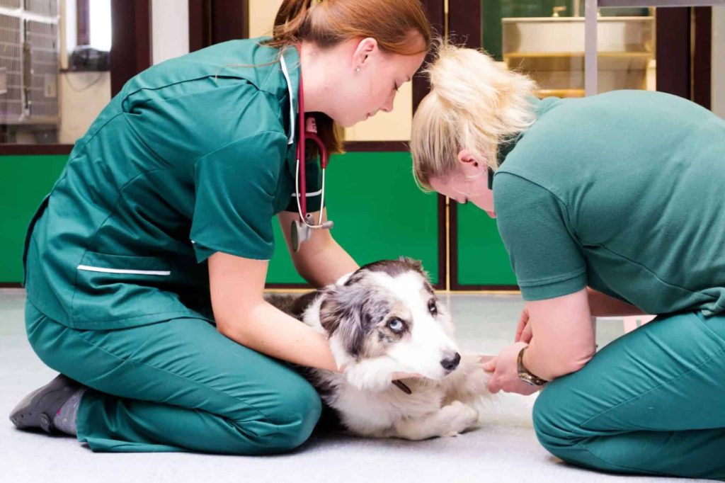 Ensuring Rapid Response: The Importance of Animal Emergency Services ...